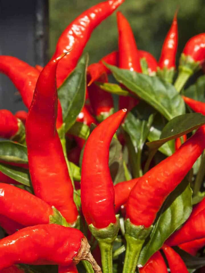 Sweet & Mild Chili Peppers - Chili Pepper Madness