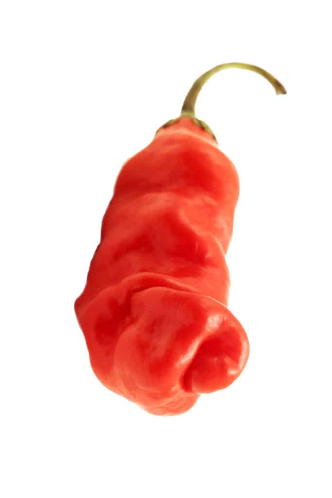 Peter Peppers: The Oddly Shaped Chili Pepper - Chili Pepper Madness