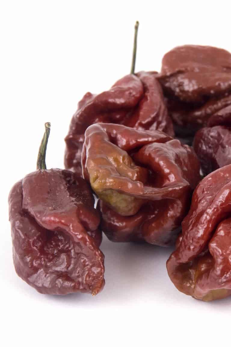 Chocolate 7-Pot Chili Pepper - Chili Pepper Madness