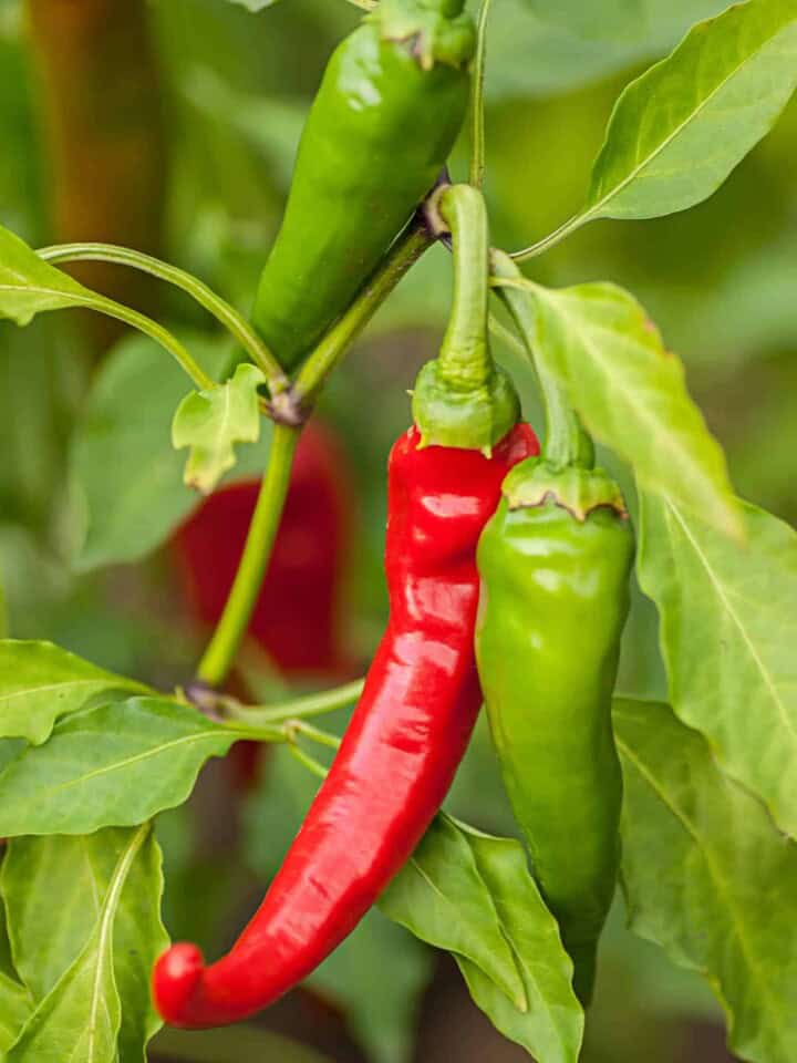 Medium-Hot Spicy Chili Peppers - list of spicy chili peppers by heat ...
