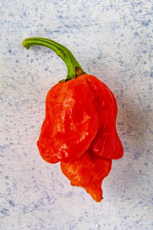Trinidad Scorpion Pepper - Chili Pepper Madness