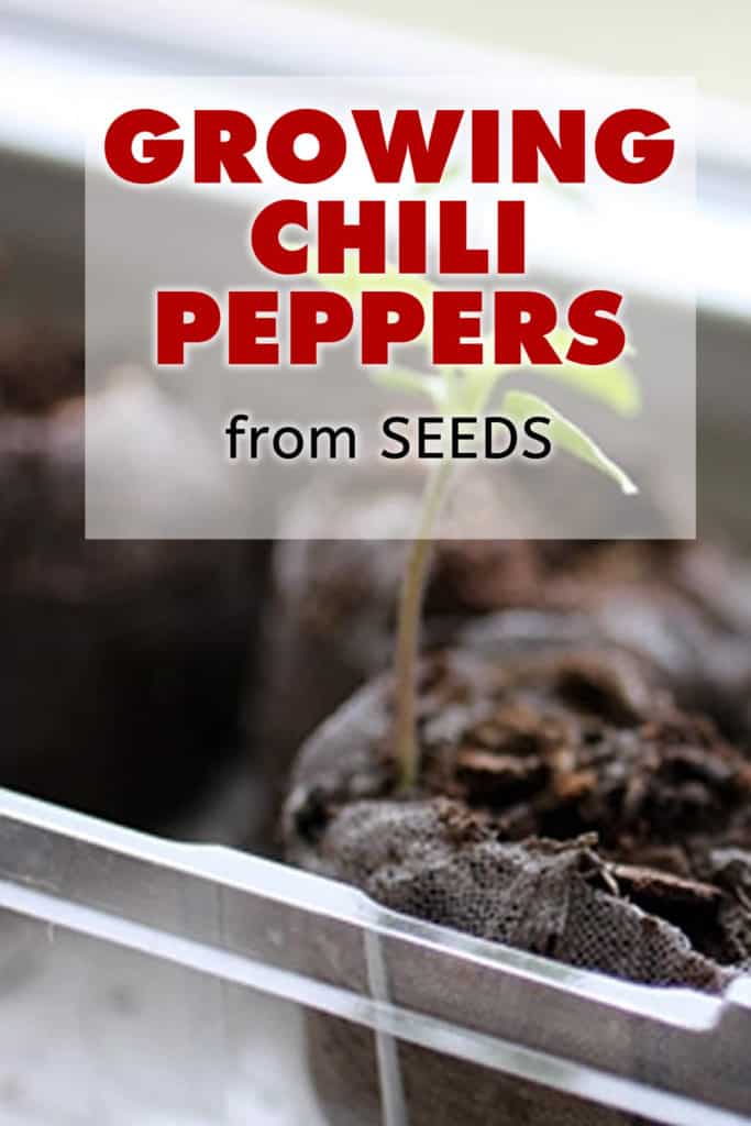 Growing Chili Peppers from Seed - Chili Pepper Madness