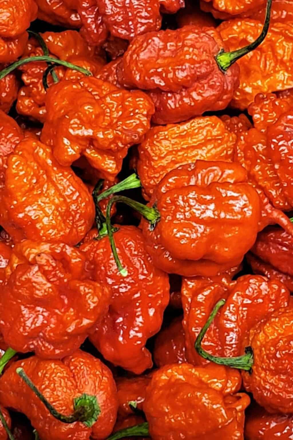 Dragon’s Breath Pepper (Superhot Chili) - Chili Pepper Madness