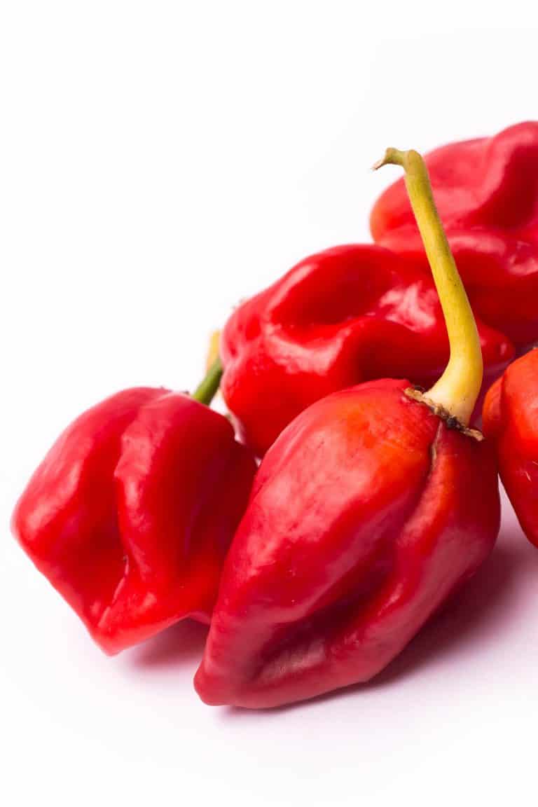 Komodo Dragon Chili Pepper - Chili Pepper Madness