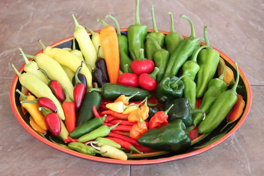 Growing Chili Peppers or Other Gardening in the Fall and Winter - Chili ...