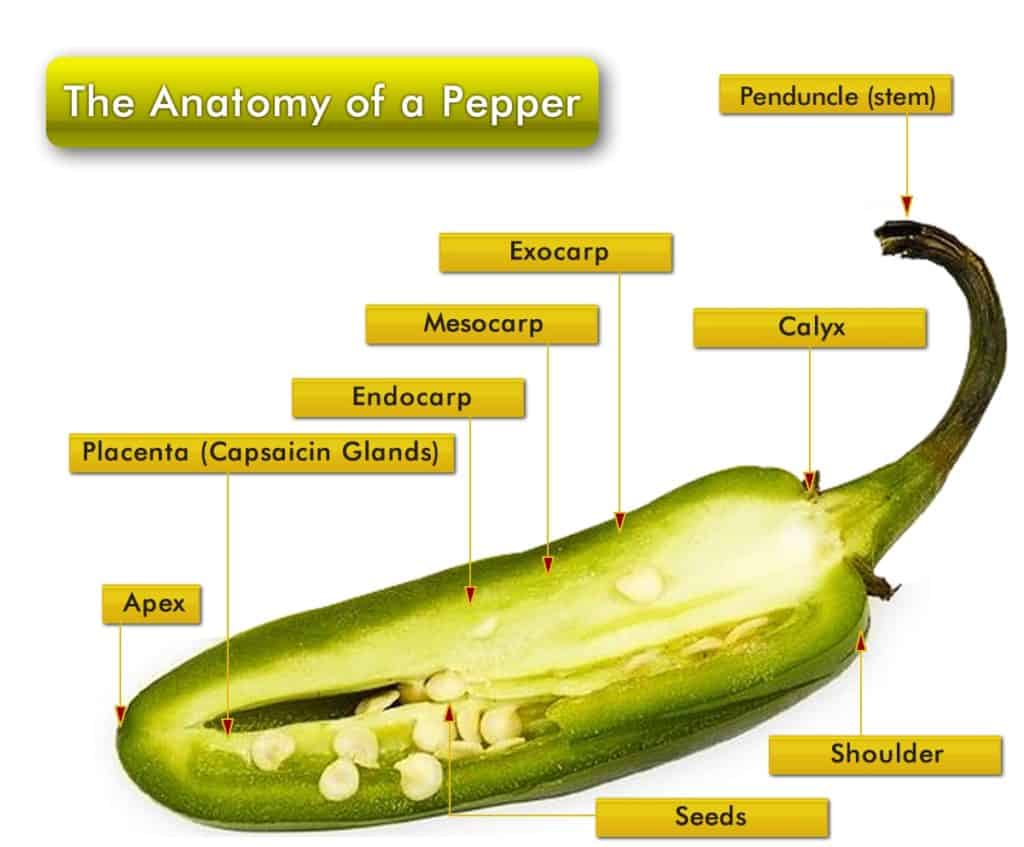 Anatomy of a Chili Pepper - Chili Pepper Madness