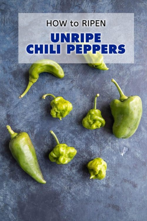 How to Ripen Unripe Peppers - Chili Pepper Madness