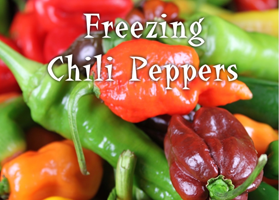 Freezing Chili Peppers - Chili Pepper Madness