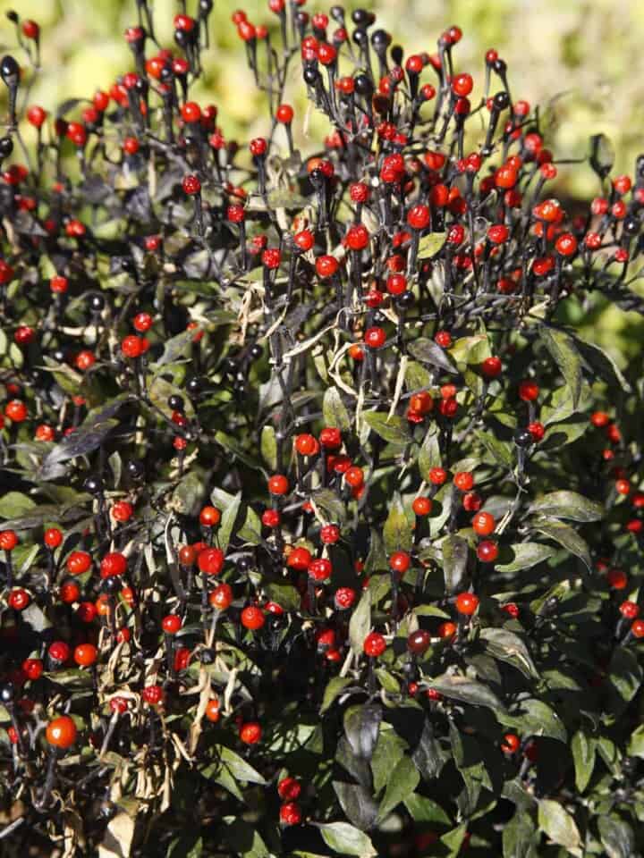 Chili Pepper Types - A List of Chili Peppers and their Heat Levels ...