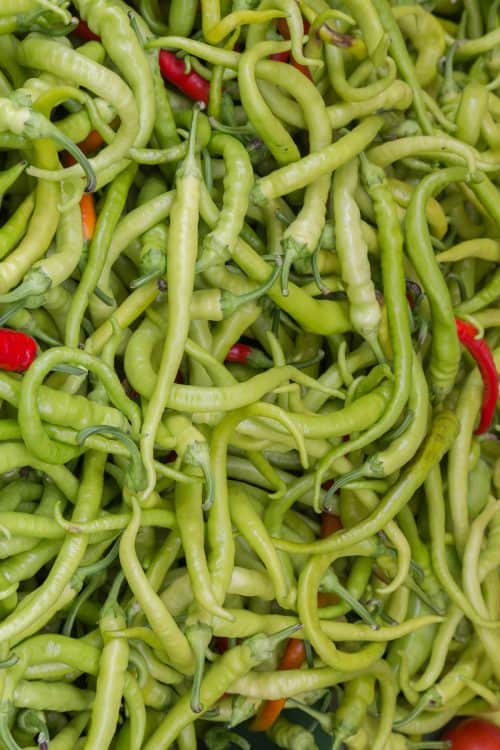 Guindilla Pepper - All About Them - Chili Pepper Madness