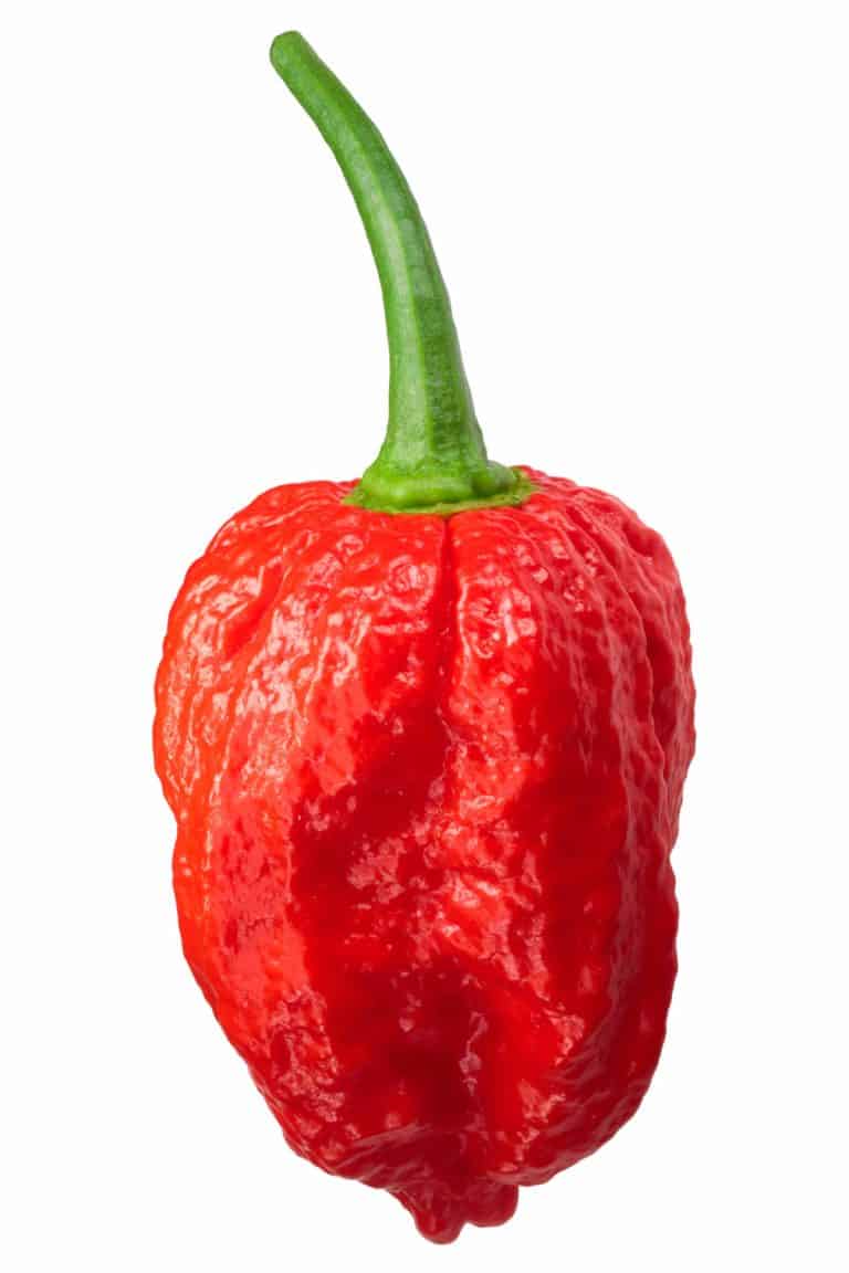 Dorset Naga: Superhot Pepper with Great Flavor - Chili Pepper Madness