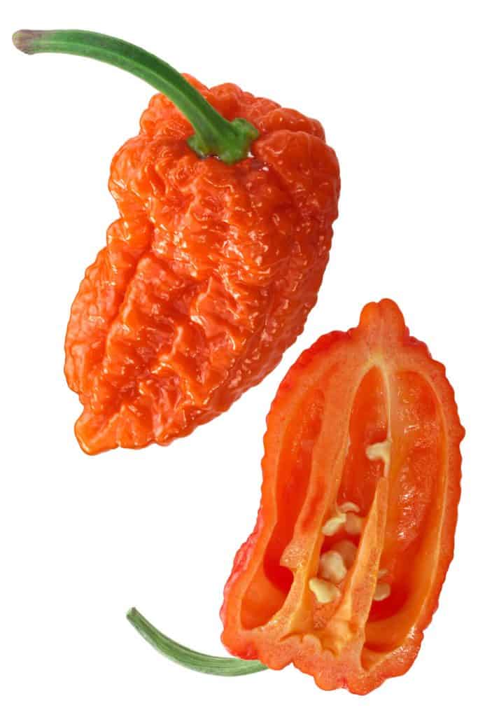 Naga Morich: Superhot Pepper from Bangladesh - Chili Pepper Madness
