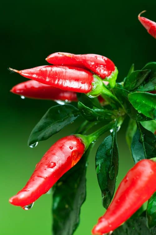 Santaka Chili Peppers - Chili Pepper Madness