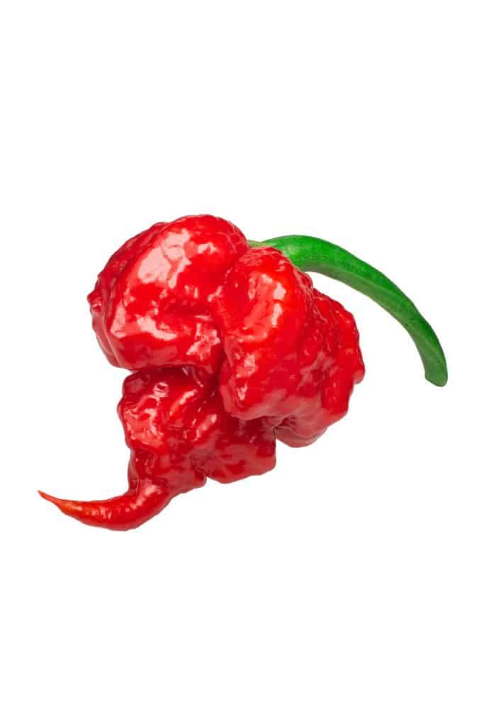 7 Pot Primo: Superhot Pepper Cross - Chili Pepper Madness