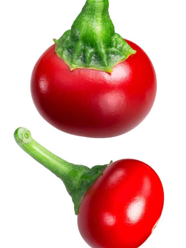 Medium Chili Peppers - list of chili peppers and their heat levels ...