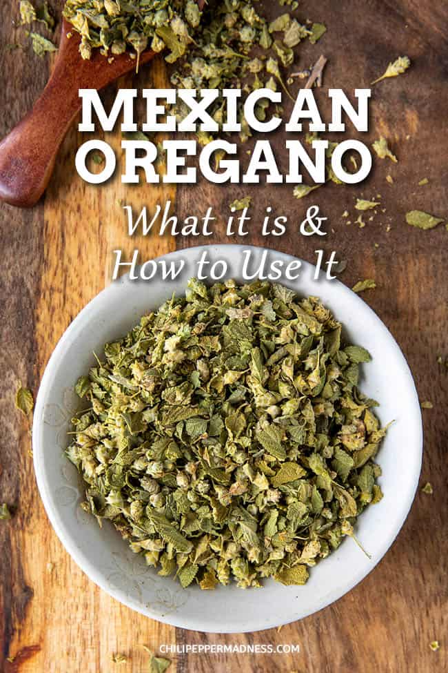 Mexican Oregano: What it is and How to Use It - Chili Pepper Madness