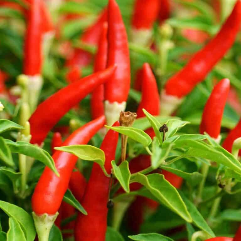 Pepper Info - Chili Pepper Madness