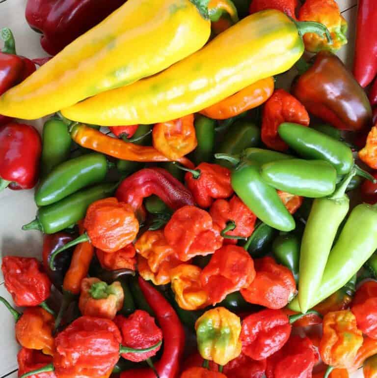 Pepper Info - Chili Pepper Madness