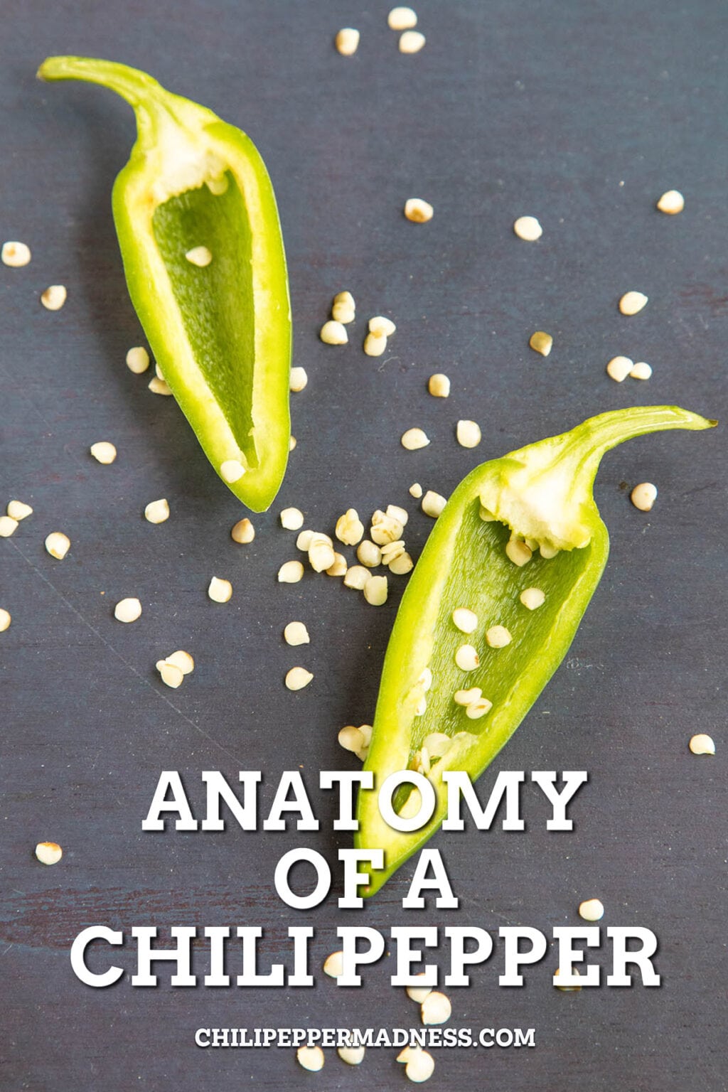 Anatomy of a Chili Pepper - Chili Pepper Madness