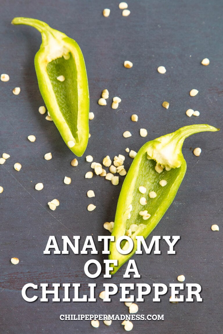 Anatomy of a Chili Pepper - Chili Pepper Madness